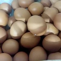 Jual Telor 1 Kg Terdekat - Harga Murah & Grosir Mei 2025