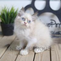 Jual Ragdoll Murah - Harga Terbaru Mei 2025