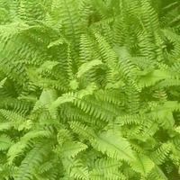 Jual Pakis Brazil Terbaik - Harga Murah Maret 2024 & Cicil 0%