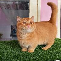 Kucing Munchkin Harga Termurah - Kualitas Terbaik