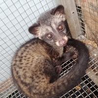 Musang Pandan Harga Termurah - Kualitas Terbaik