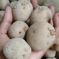 Jual Bibit Kentang Terbaik - Harga Murah Juni 2024 & Cicil 0%