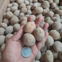 Jual Benih Kentang Terdekat - Harga Murah & Grosir Mei 2024