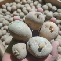 Jual Bibit Kentang Terbaik - Harga Murah Februari 2024 & Cicil 0%