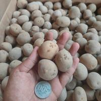 Jual Bibit Maggot Terlengkap & Terbaik - Harga Murah Mei 2024