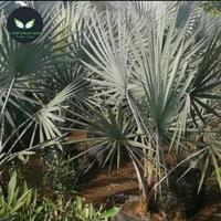 Jual Pohon Palem Raja Terbaik - Harga Murah Juni 2024 & Cicil 0%