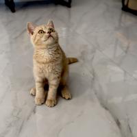 Jual Kucing Bsh Terlengkap & Terbaik - Harga Murah April 2025