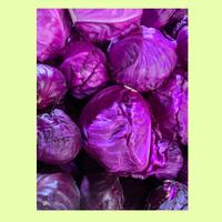 Jual Kol Ungu Terlengkap - Harga Terbaru Januari 2025 & Cicilan 0%