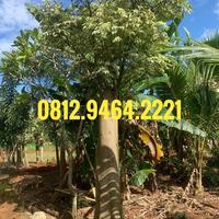 Jual Pohon Randu Terbaik - Harga Murah Mei 2024 & Cicil 0%