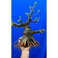 Jual Bonsai Pohon Loa Terlengkap & Terbaik - Harga Murah Januari 2024