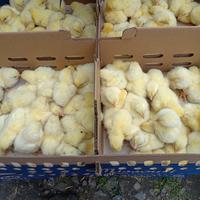Jual Doc Ayam Broiler Terdekat - Harga Murah & Grosir Juni 2024