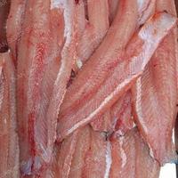 Jual Ikan Gabus Hidup Terdekat - Harga Murah & Grosir Mei 2025