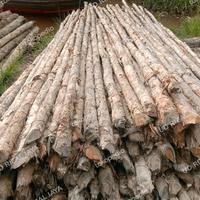 Jual Kayu Gelam Terbaik - Harga Murah April 2025 & Cicil 0%