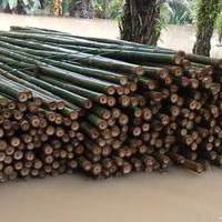 Jual Bambu Batangan Terbaik - Harga Murah Mei 2024 & Cicil 0%