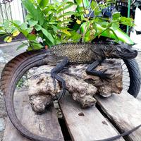 Jual Soa Layar Murah & Terbaik - Harga Terbaru Mei 2024