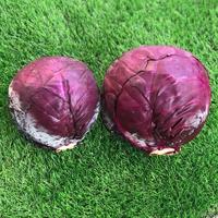 Jual Kol Ungu Terlengkap - Harga Terbaru Februari 2024 & Cicilan 0%