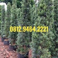 Jual Pohon Lohansung Terbaik - Harga Murah November 2024 & Cicil 0%
