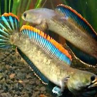 Jual Ikan Cana Terlengkap & Terbaik - Harga Murah Juni 2024