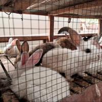 Jual Kelinci Lokal Terbaik & Terbaru Maret 2025 - Harga Murah