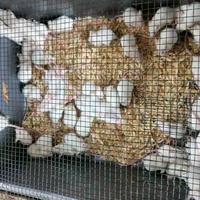 Jual Pakan Mencit Terlengkap & Terbaik - Harga Murah Juni 2024