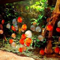 Jual Ikan Discus Satuan dan Paketan Harga Termurah Maret 2024