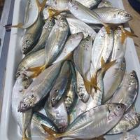 Jual Ikan Sirip Kuning Terlengkap & Terbaik - Harga Murah Juni 2024