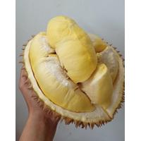 Jual Durian Montong Utuh Murah - Harga Terbaru 2024