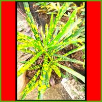 Jual Pohon Puring Terbaik - Harga Murah Maret 2025 & Cicil 0%