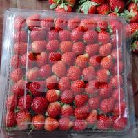 Jual Strawberry 1 Kg Murah - Harga Terbaru 2024