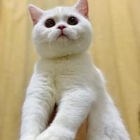Jual Kucing Bsh Terlengkap & Terbaik - Harga Murah April 2025