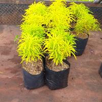 Jual Pohon Daun Matcho Terbaik - Harga Murah Mei 2024 & Cicil 0%