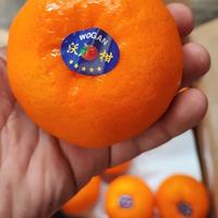 Jual Jeruk Wokam Terdekat - Harga Murah & Grosir Juni 2024