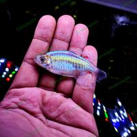 Jual Ikan Congo Tetra Terlengkap & Terbaik - Harga Murah April 2024