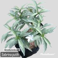 Jual Rombusa Putih Terlengkap - Harga Murah Juni 2024