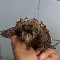 Jual Ast Turtle Terlengkap & Terbaik - Harga Murah Juni 2024