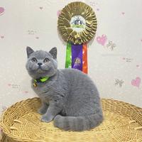 Jual Kucing Bsh Terlengkap & Terbaik - Harga Murah Maret 2025