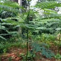 Jual Pakis Brazil Terbaik - Harga Murah Januari 2024 & Cicil 0%