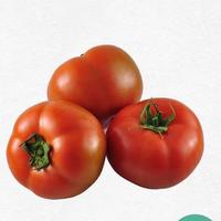 Jual Tomat Beef Terdekat - Harga Murah & Grosir April 2025