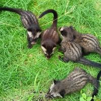 Musang Pandan Harga Termurah - Kualitas Terbaik