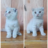 Jual Kucing Bsh Terlengkap & Terbaik - Harga Murah Mei 2024