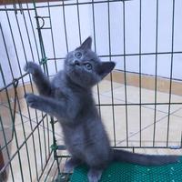 Jual Kucing Bsh Terlengkap & Terbaik - Harga Murah Februari 2024