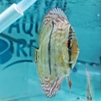 Jual Ikan Discus Satuan dan Paketan Harga Termurah Juni 2024