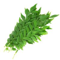 Jual Daun Kari Terdekat - Harga Murah & Grosir April 2025