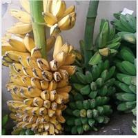 Jual 1 Tandan Pisang Terdekat - Harga Murah & Grosir Desember 2024