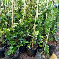 Jual Tanaman Daun Dolar Terbaik - Harga Murah Juni 2024 & Cicil 0%