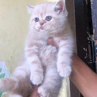 Jual Kucing Bsh Terlengkap & Terbaik - Harga Murah April 2025
