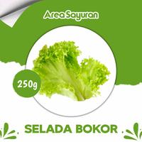 Jual Selada Bokor Terdekat - Harga Murah & Grosir April 2024