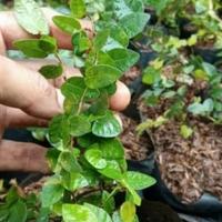 Jual Dolar Rambat Terbaik - Harga Murah Juni 2024 & Cicil 0%