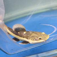 Jual Ikan Rtc Terlengkap & Terbaik - Harga Murah Juli 2025