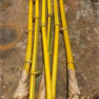 Jual Biji Bambu Terdekat - Harga Murah & Grosir Maret 2024